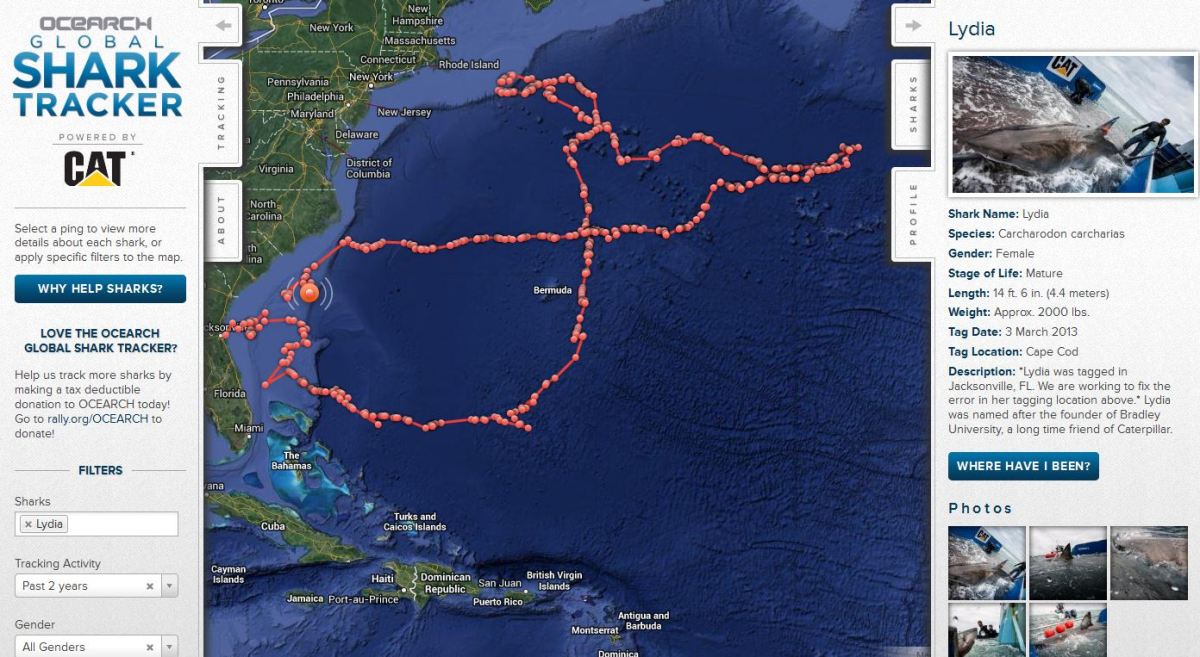 Shark Tracker – GEOGRAPHY EDUCATION