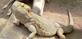 How geography affects animal evolution – GEOGRAPHY EDUCATION